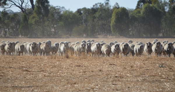 Government gets the green light to shut down live sheep trade