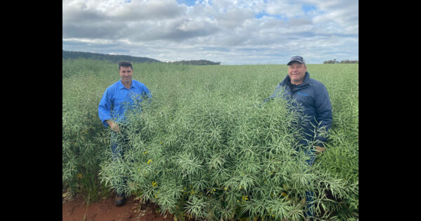 Pacific Seeds announces two new Hyola varieties