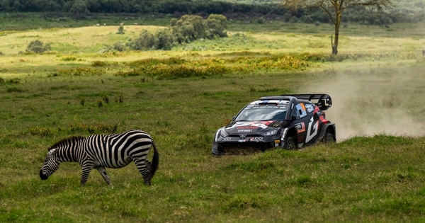 Zebra avoidance triggers costly puncture for Rovanpera at WRC Safari Rally