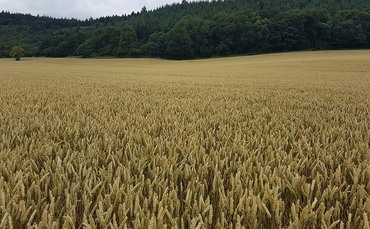Why growers should consider fertiliser costs in their spring cropping ...