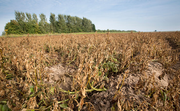 Nozzle choice key to rapid potato haulm destruction | Farm News ...