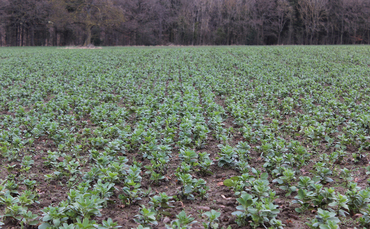 Growers urged to consider beans as Defra reveals fall in cropped area ...