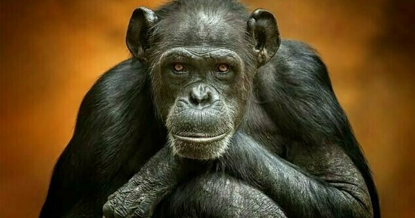 What makes the human brain unique? We compared it with monkeys and apes ...