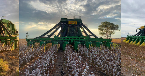 12m, 8-row monster picker rolls on 3m CTF