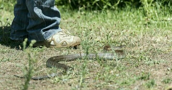 Snakes are waking up. What should you do if you're bitten? And what if ...