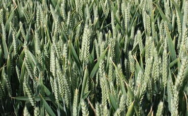 'Barn filling' feed wheat and new Group 1 milling variety among AHDB ...