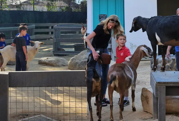 The Santa Ana Zoo unveils their new Goat Interaction Yard - New Santa Ana