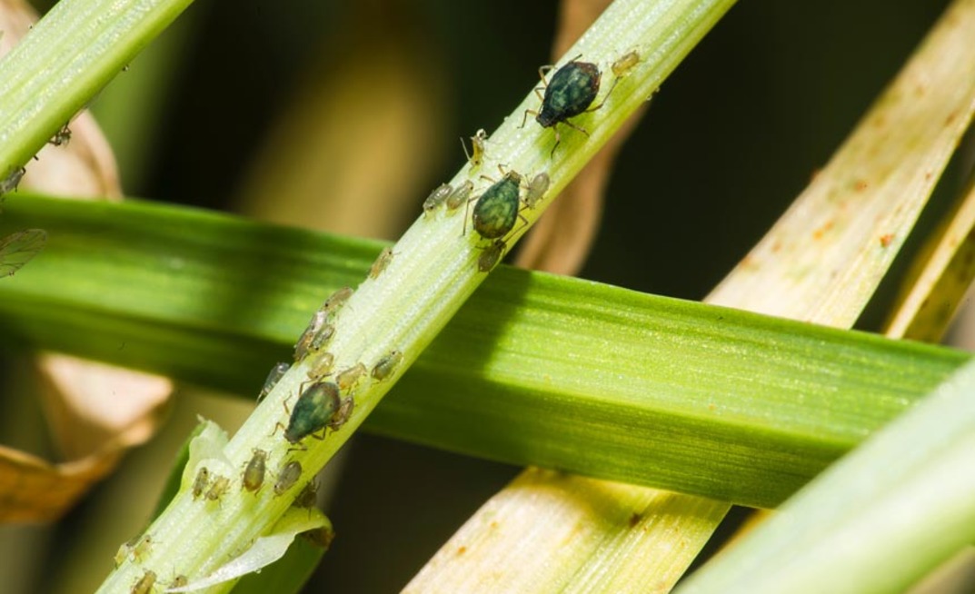 Be alert to aphid activity heading into spring