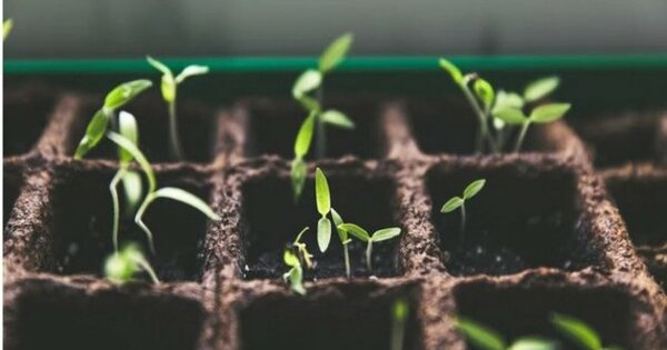 Study reveals how unprecedented level of insects harming plants