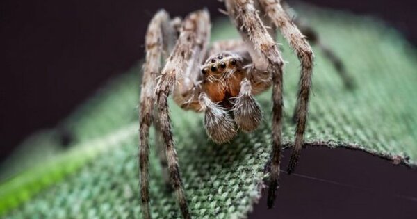 Scientists discover new fossil which reveals origin of arthropod ...