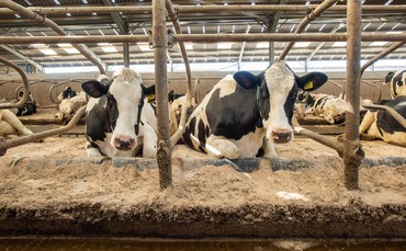 Cow signals allow you to objectively observe your cows | Farm News ...