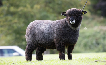 Coloured Ryeland record set at Ludlow | Farm News | Farmers Guardian