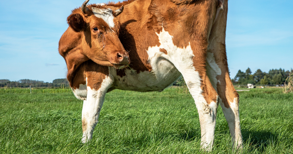 Chart Your Fart: CSIRO calls for Aussies to participate in flatulence ...