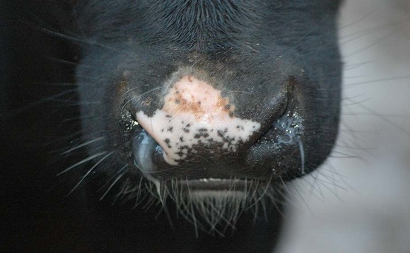 BRD causes 'irreversible damage' | Farm News | Farmers Guardian