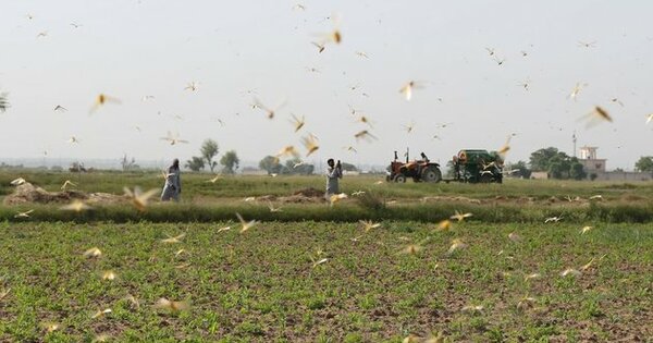 Asia Album: Desert locusts invade many areas of Pakistan