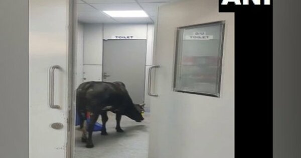 Viral video: Cow roams inside ICU in MP hospital
