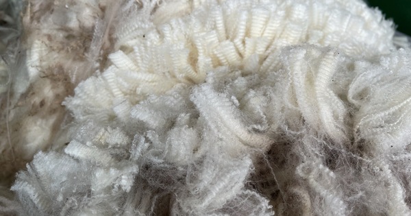 Revitalised sustainability scheme for wool announced