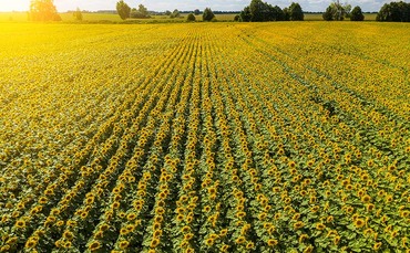 Growers could look to sunflowers to boost spring crop options | Farm ...