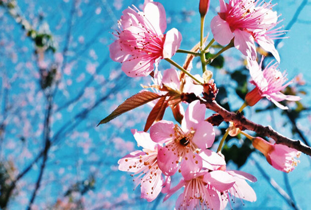 Uttarakhand to celebrate Buransh and Padam flowering festivals on lines ...