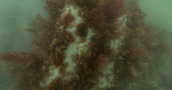 AUSTRALIA-CANBERRA-19TH CENTURY SHIP-WRECK-UNEARTHED