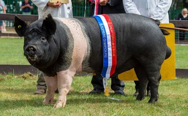 GREAT YORKSHIRE SHOW: Hampshire boar takes top spot | Farm News ...