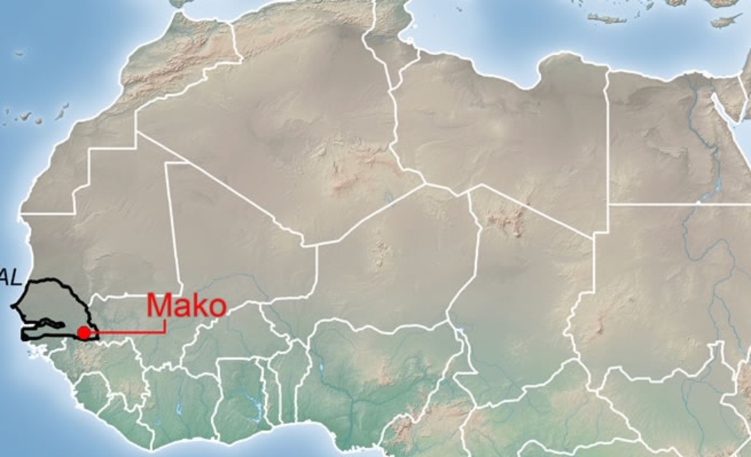 Mako gold contract for Lycopodium