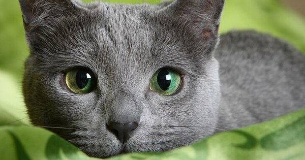 5 facts about the Russian Blue - the aristocrat among cats