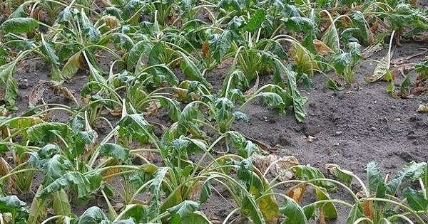 22 Ohio counties declared natural disaster areas due to drought