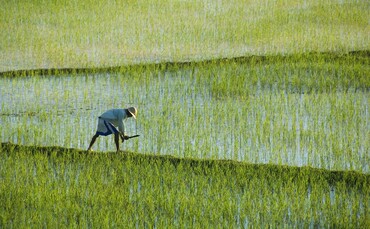 Nigerian farms see thefts as inflation bites | Farm News | Farmers Guardian