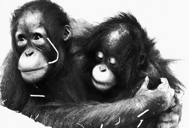 Great apes monkey around at Taronga Zoo