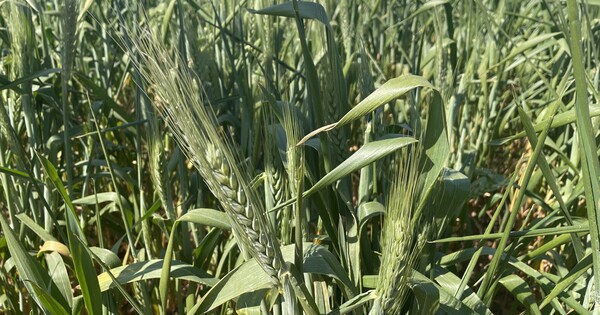 Regulatory Oversight and GM Wheat Trials in Australia
