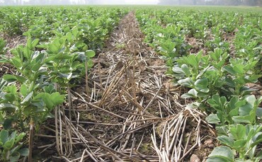 Limited break crop options | Farm News | Farmers Guardian