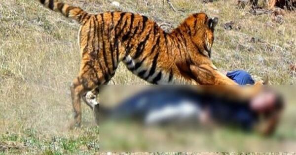 Tiger attacks: Challenge of coexisting with wildlife in Nepal's bio ...