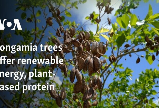 Pongamia trees offer renewable energy, plant-based protein