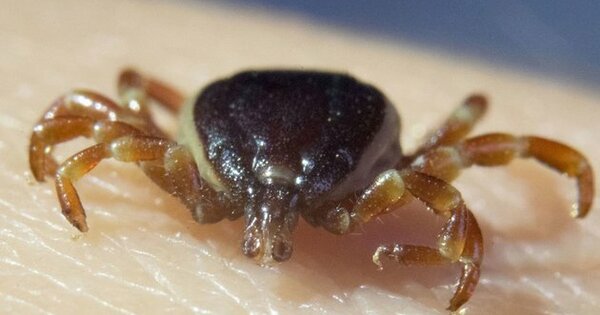 Monster ticks spreading across Europe media