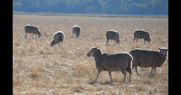 Aussie sheep flock set to grow to almost 79 million head
