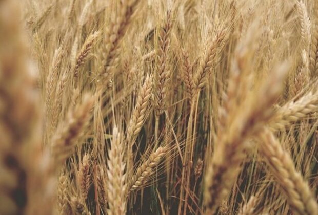 Government hikes MSP for all rabi crops for 2023-24