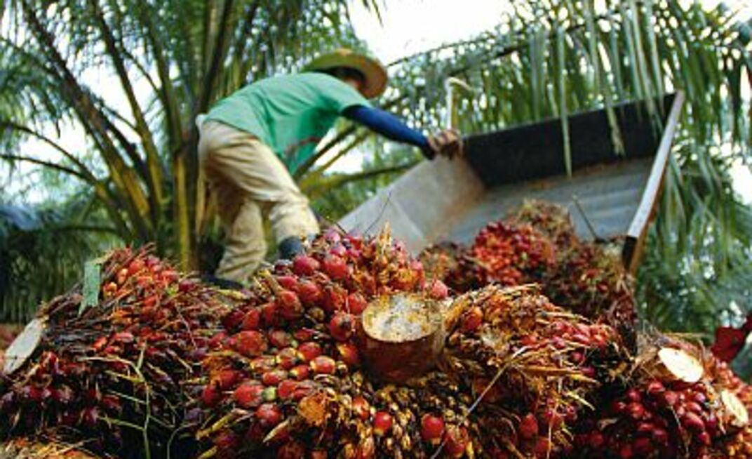 Palm oil plant to be Australia's largest biofuel facility