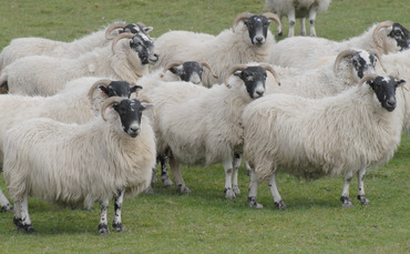 Sheep trade 'sticky in places' | Farm News | Farmers Guardian