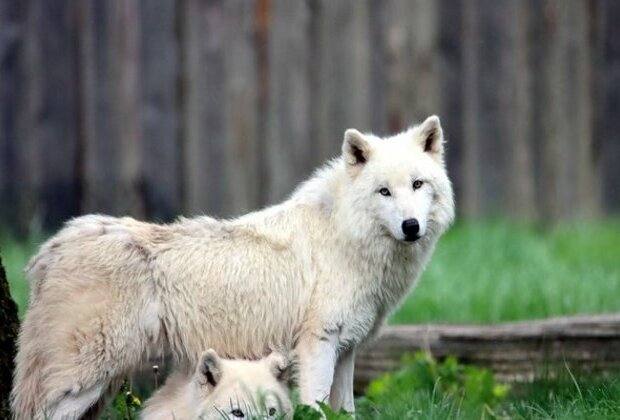 Scientists find that wolves can show attachment toward humans