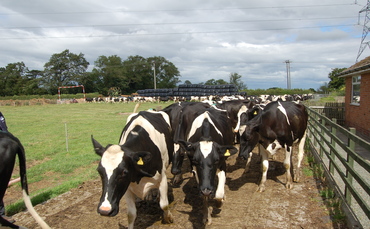 Partner Insight: Reduce lameness with automated mobility scoring | Farm ...