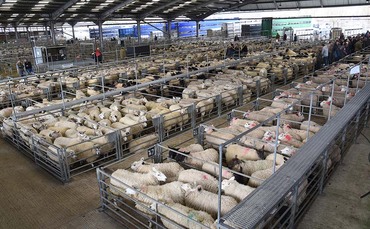 Melton Mowbray market thriving in town centre | Farm News | Farmers ...