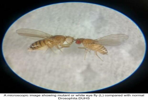 'Human with Wings' takes off: Pakistan's fly genome revolutionizes ...