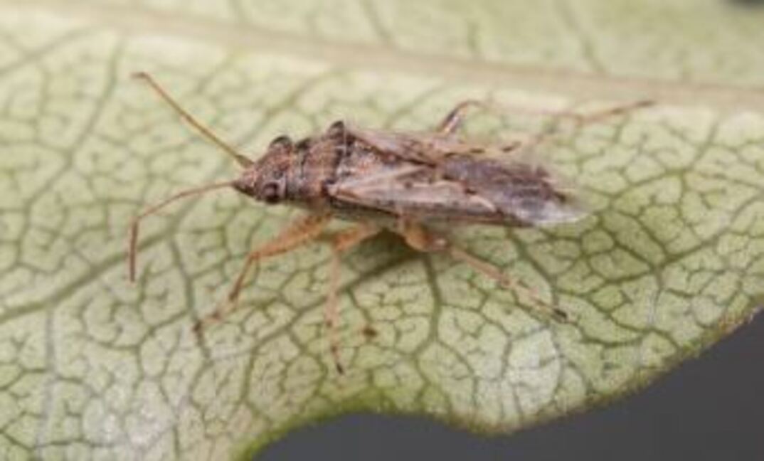 Rutherglen bug samples needed