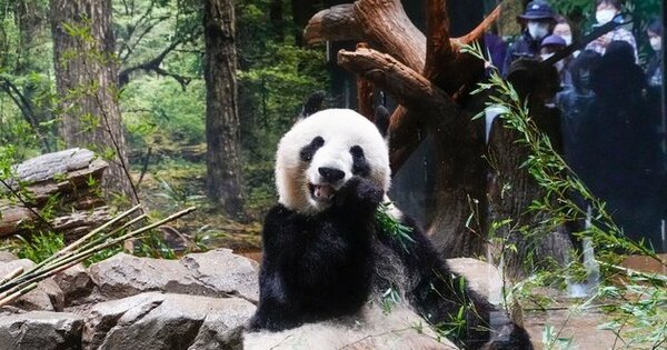 Japanese welcome 50th anniversary of China's giant pandas' arrival