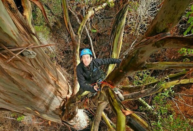 As Australia's giant trees succumb to fire or drought, we're racing to ...