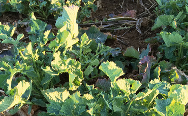 How to get the timing right for CSFB larvae control | Farm News ...