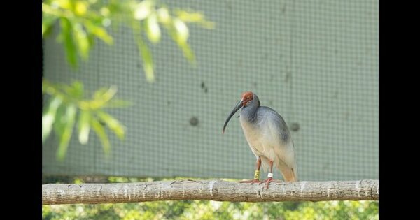 Asia Album: Visit to habitat of China's lucky bird in S. Korea