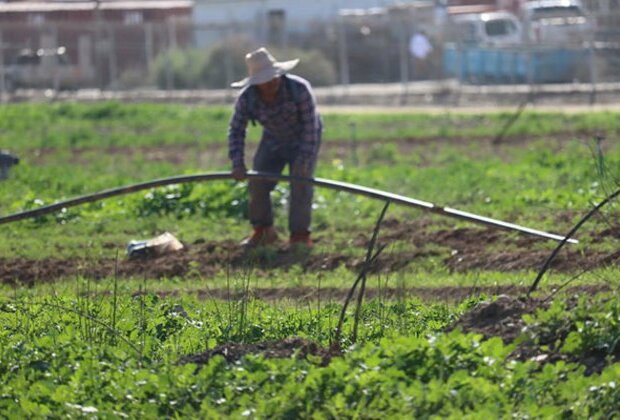 Thai agricultural workers to return Israel after 8 months