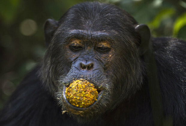 Wild chimps eating fermenting fruit get a surprising slug of alcohol